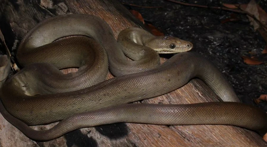 蟒科Pythonidae图鉴 - 哔哩哔哩