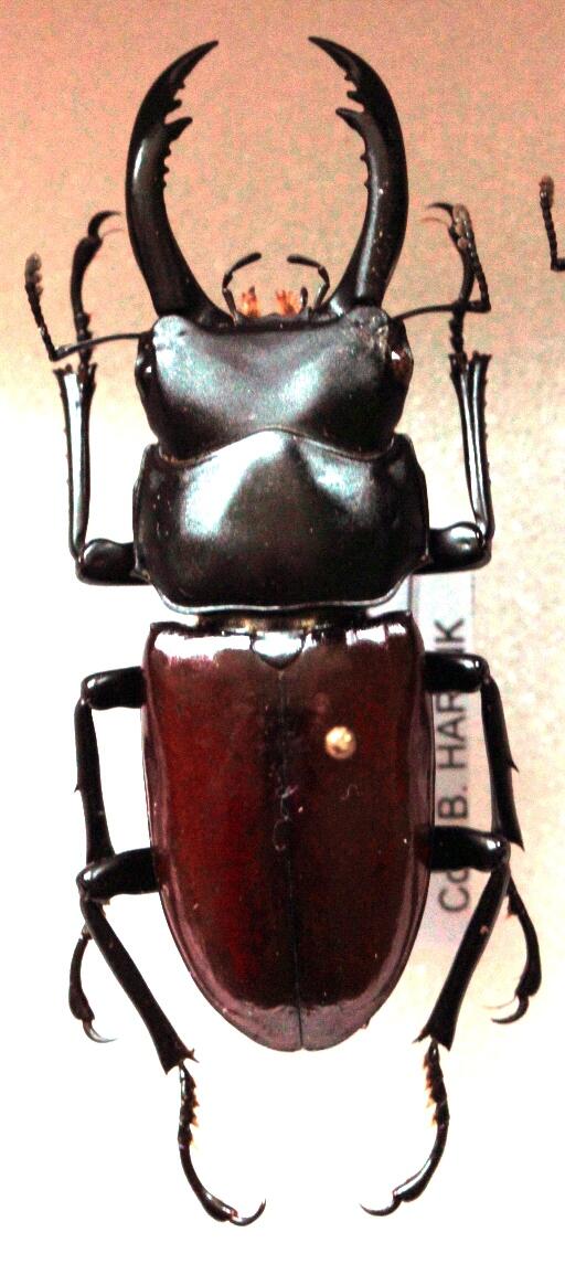 国产锹甲科各属中式属名与异名的对照与分类 - 哔哩哔哩