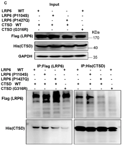 免疫沉淀技术之Co-IP结果解读与分析 - 哔哩哔哩