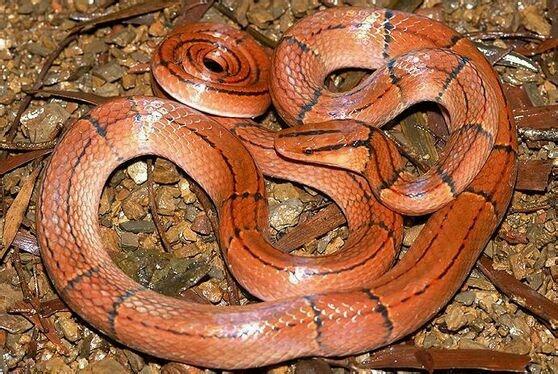 中国蛇类图鉴及名录2017(中) - 哔哩哔哩