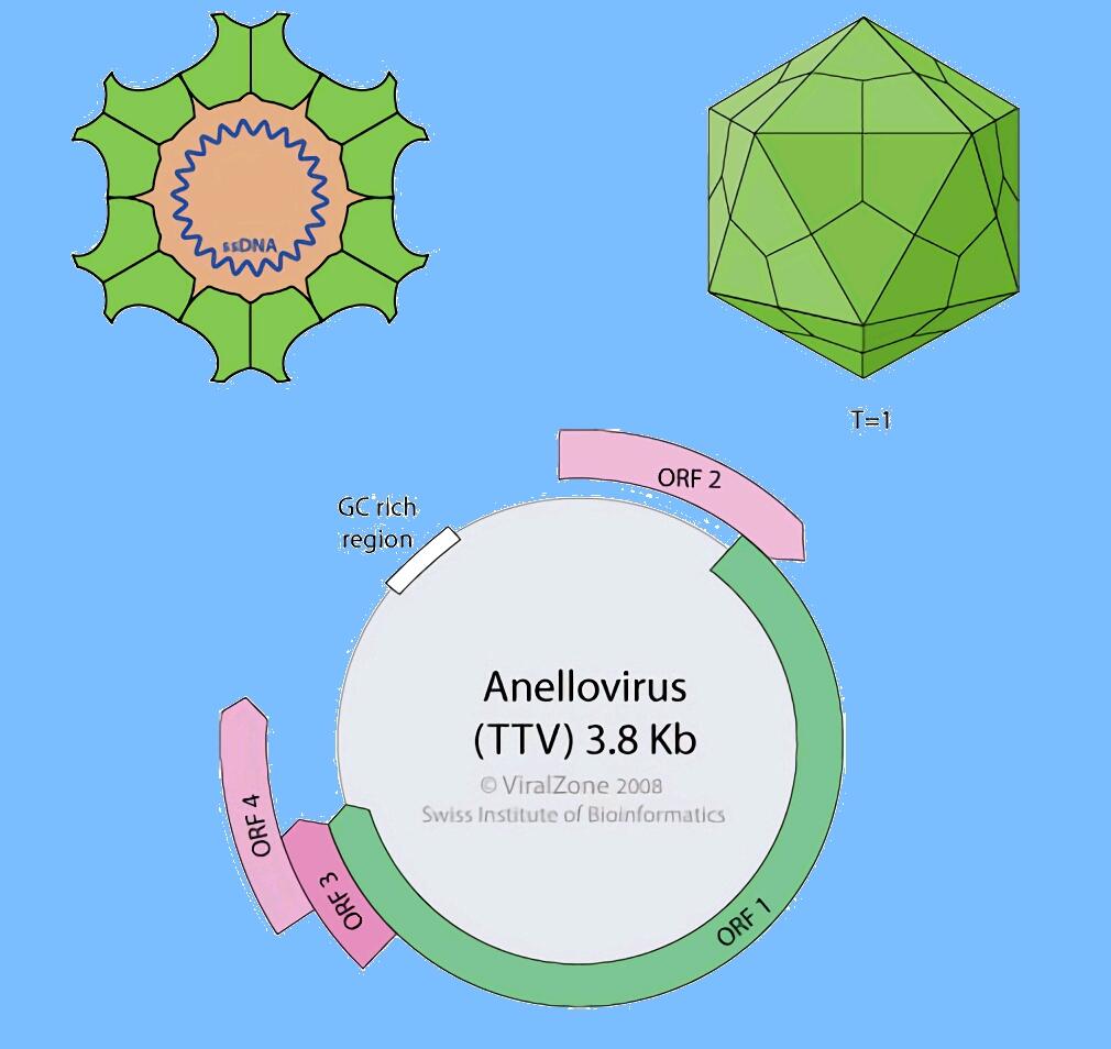 细环病毒的代表——输血传播病毒(TTV) - 哔哩哔哩