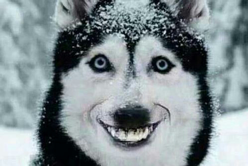 SCP-488-JP-狼人 - 哔哩哔哩