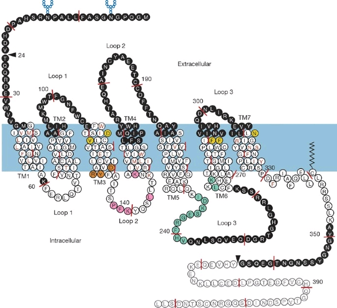 【pdb 101】2008年4月 月度分子：肾上腺素能受体【搬运·翻译】 哔哩哔哩 
