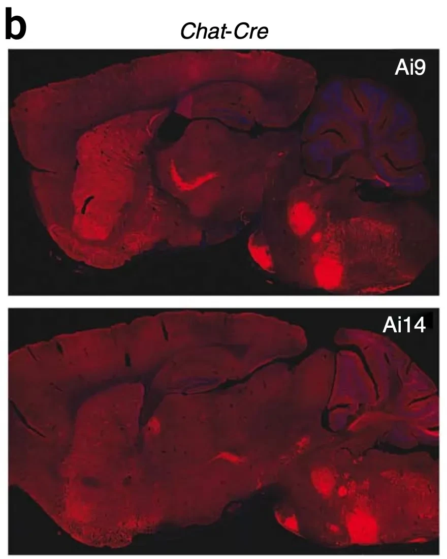 Cre报告基因品系 (Cre Reporter) - 哔哩哔哩