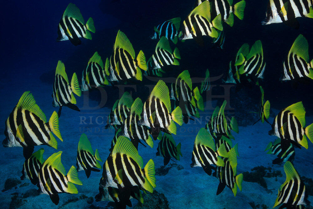 五棘鲷科/Pentacerotidae物种总览 - 哔哩哔哩