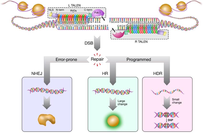 来自黄单胞菌的“故事”——转录激活因子类效应因子(TALE) - 哔哩哔哩