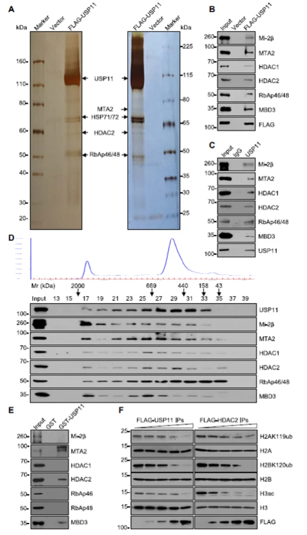 USP11作为组蛋白去泛素化酶在DNA修复过程中的染色质重组中发挥作用 - 哔哩哔哩