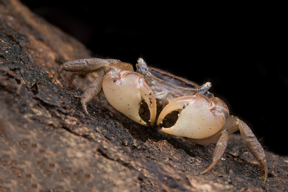 【新种发布】东亚地区相手蟹拆分和整理1（1） - 哔哩哔哩
