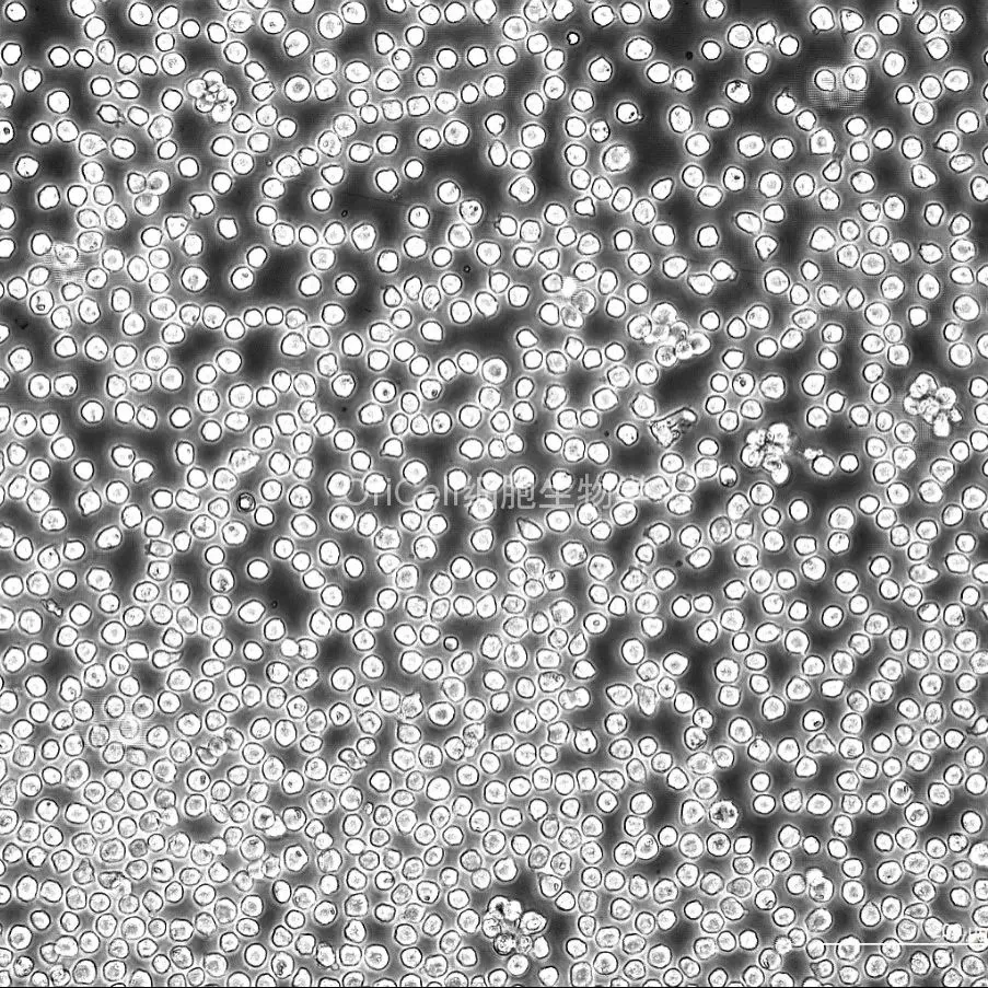 科研笔记（四）｜如何做好THP-1的细胞培养与基因编辑 - 哔哩哔哩