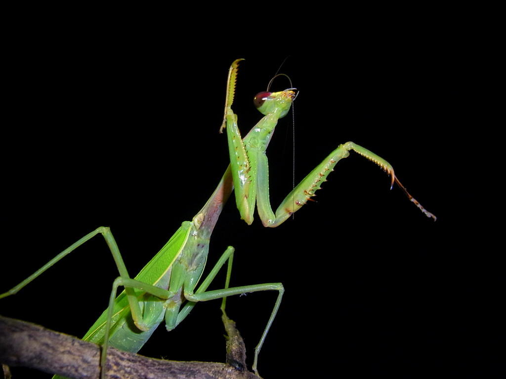 【螳螂科普】斧螳属简介 - 哔哩哔哩