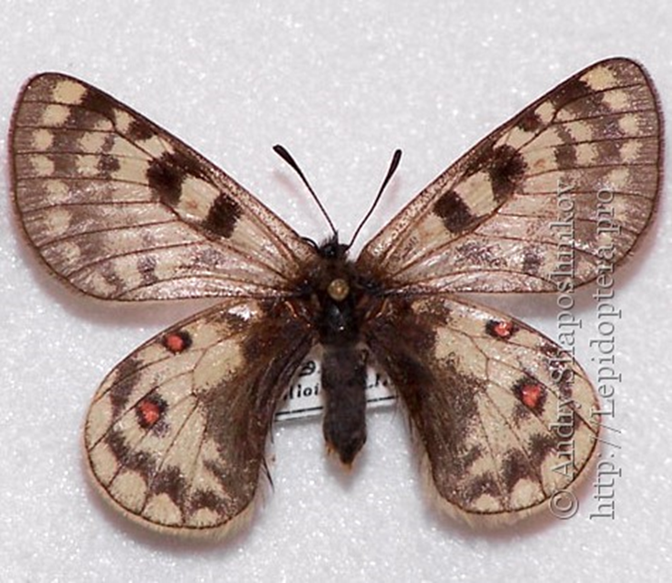 三十五种国内绢蝶属图录 - 哔哩哔哩