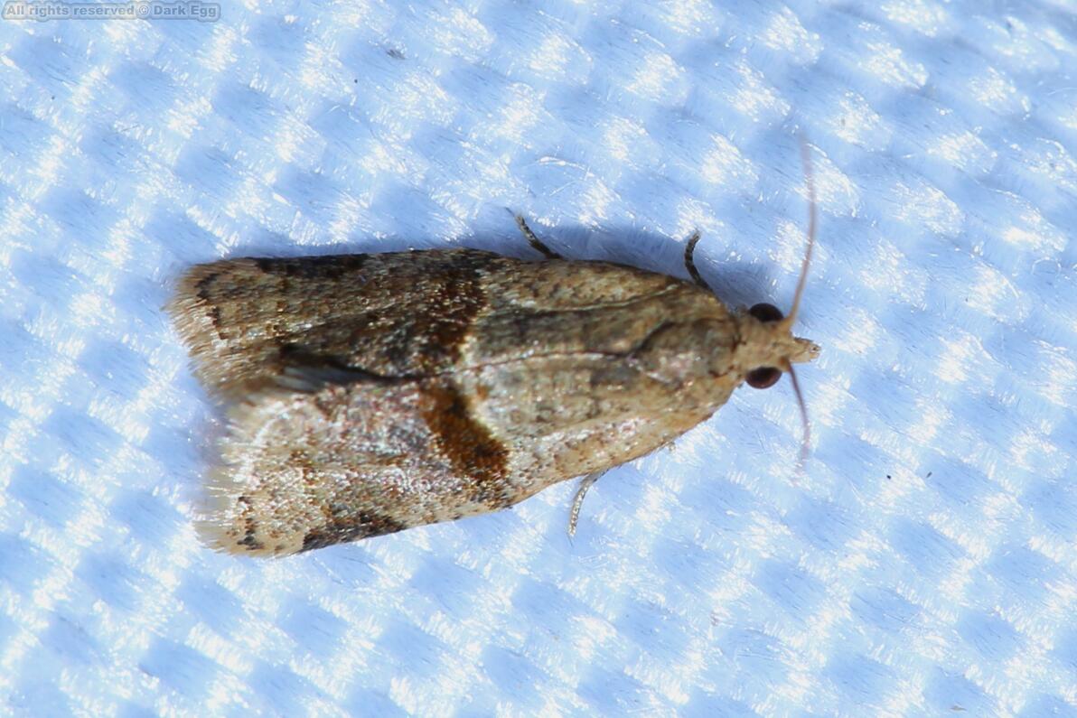 西南虫记·青川·金星沟·20221014 (6) - 哔哩哔哩