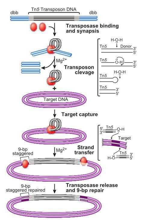 干货 | CUT&Tag核心酶Hyperactive PA/PG-Tn5 Transposase大解密 - 哔哩哔哩