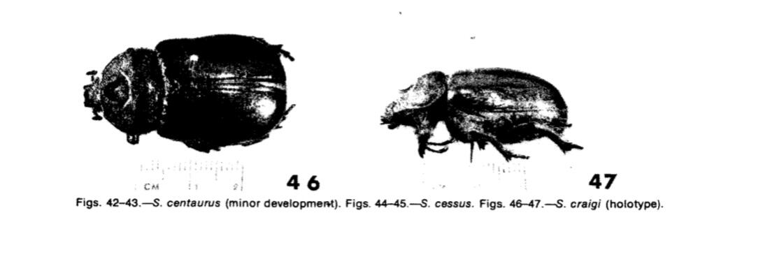 蛀犀金龟族全物种资料整理(下) - 哔哩哔哩