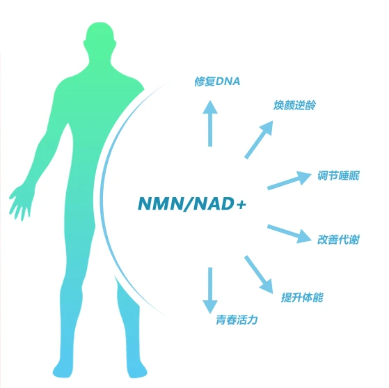 【探索未知领域：了解NMN与NAD+的关系】 - 哔哩哔哩