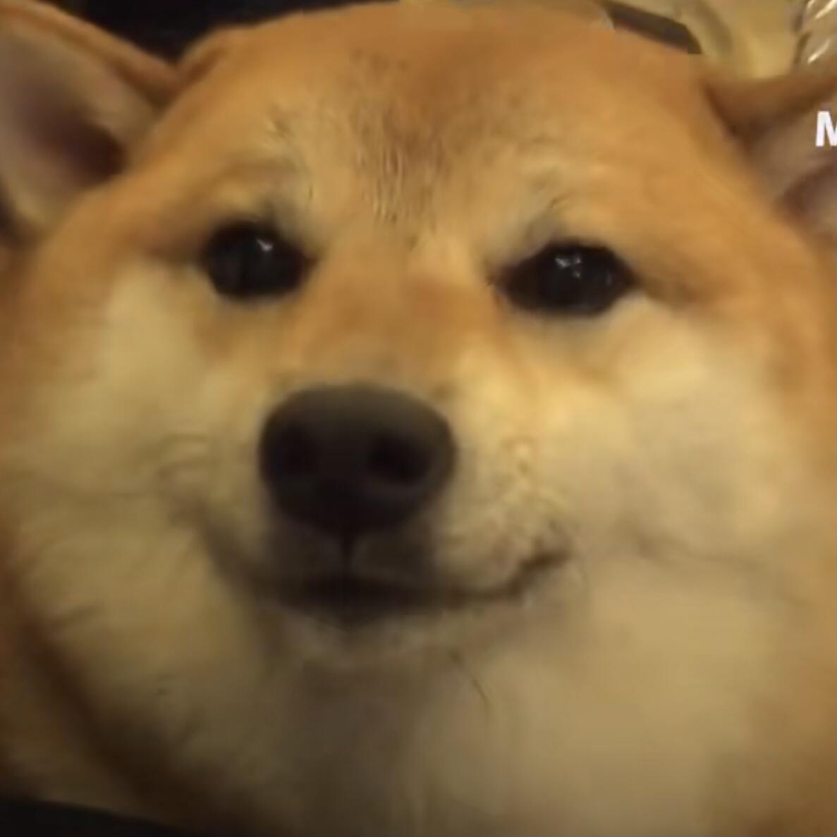 cheems本尊的一些头像（自截） - 哔哩哔哩