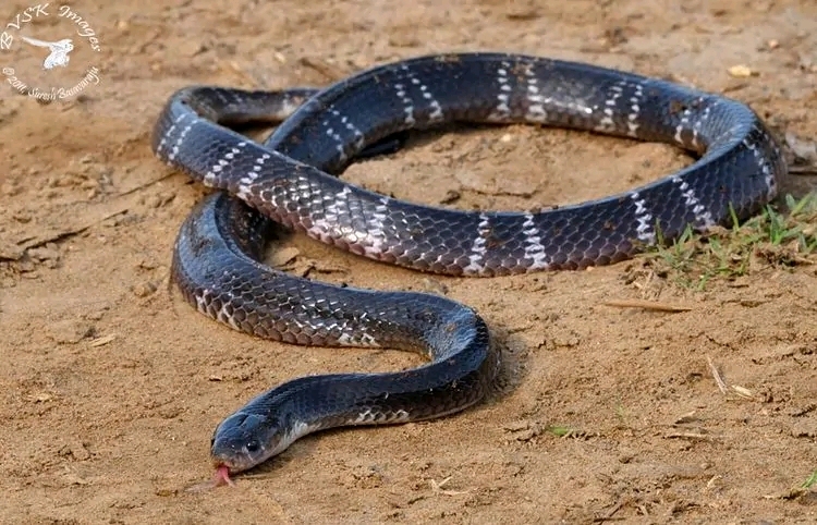 黄煜欣－印度环蛇 - 哔哩哔哩