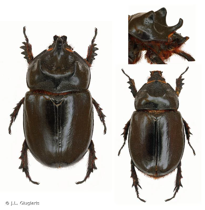 蛀犀金龟族全物种资料整理(下) - 哔哩哔哩