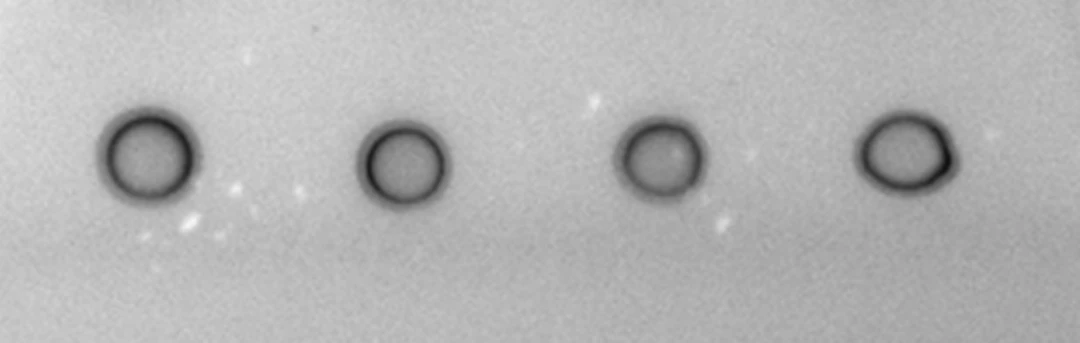 手把手教学——Dot blot法鉴定分泌型蛋白表达 - 哔哩哔哩