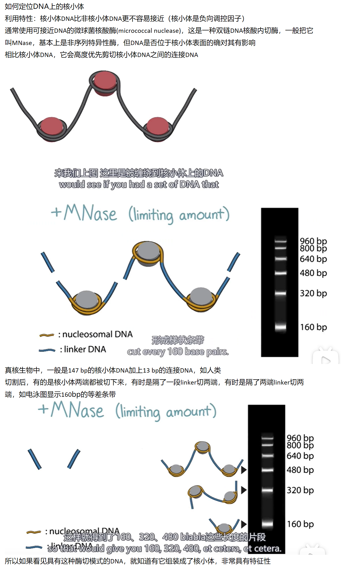 MIT 分子生物学 part1 10.4 核小体检测与MNase-seq - 哔哩哔哩