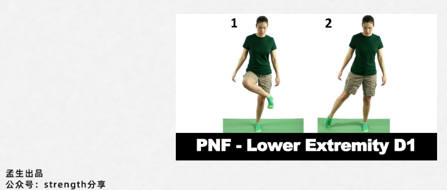 深入聊聊：关于PNF本体感觉神经肌肉促进疗法的训练原理，为什么它高效？ - 哔哩哔哩