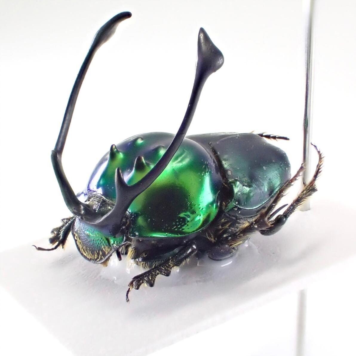 蜣螂-族与属整理（完结篇） - 哔哩哔哩