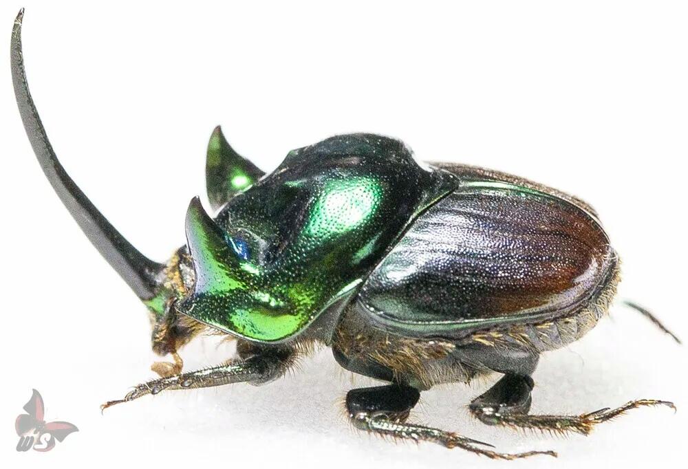 蜣螂-族与属整理（完结篇） - 哔哩哔哩