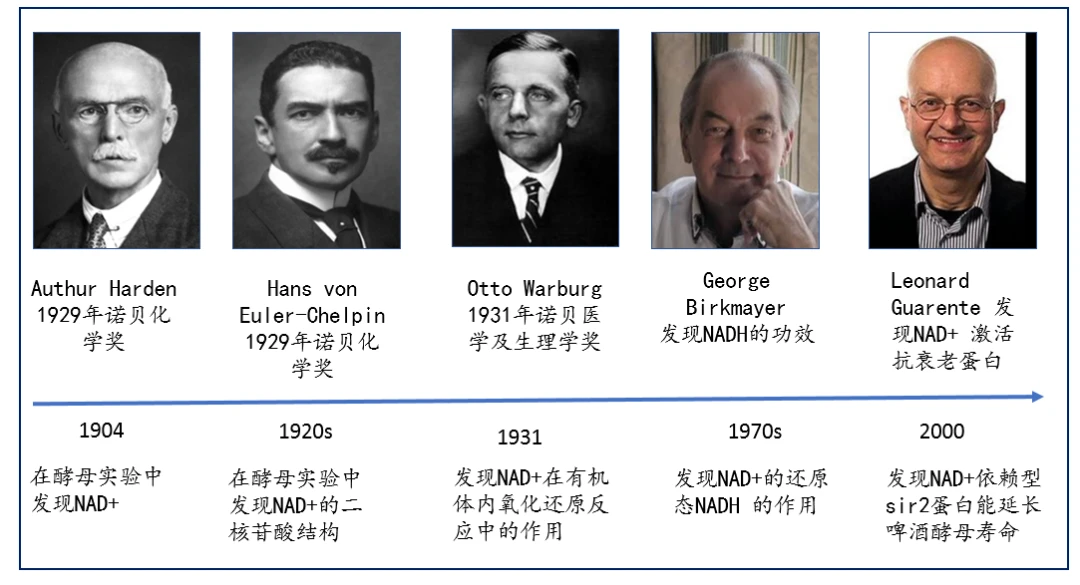 科普：NADH的百年研究历史 - 哔哩哔哩