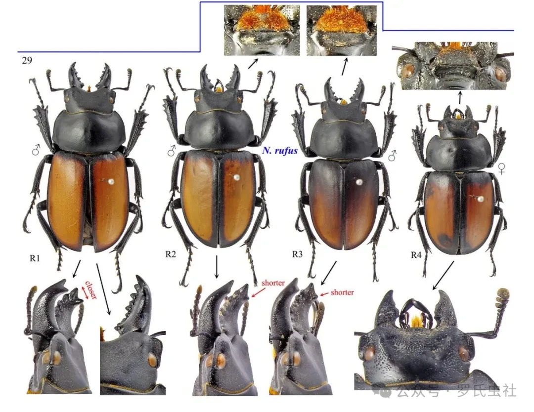 2025年第01期：2024年最后一天发的锹甲新种，有深山锹和大锹，还有圆翅锹！ - 哔哩哔哩