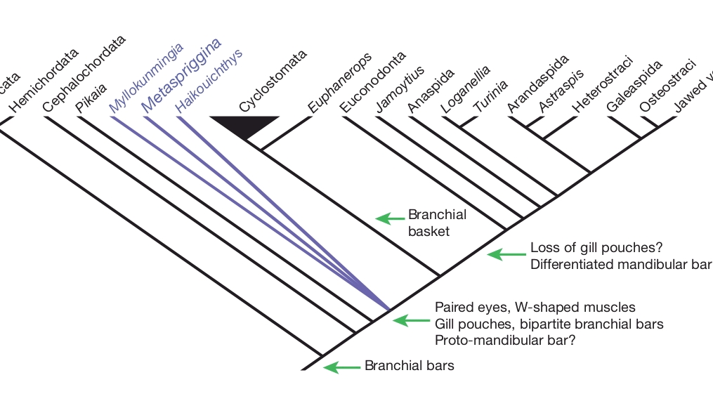 《古脊椎动物学2沃氏后斯普里格虫Metaspriggina - 哔哩哔哩