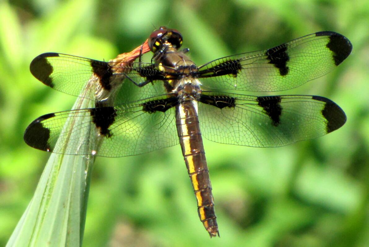 【Evolution of Odonata】Dragonflies & Damselflies - 哔哩哔哩