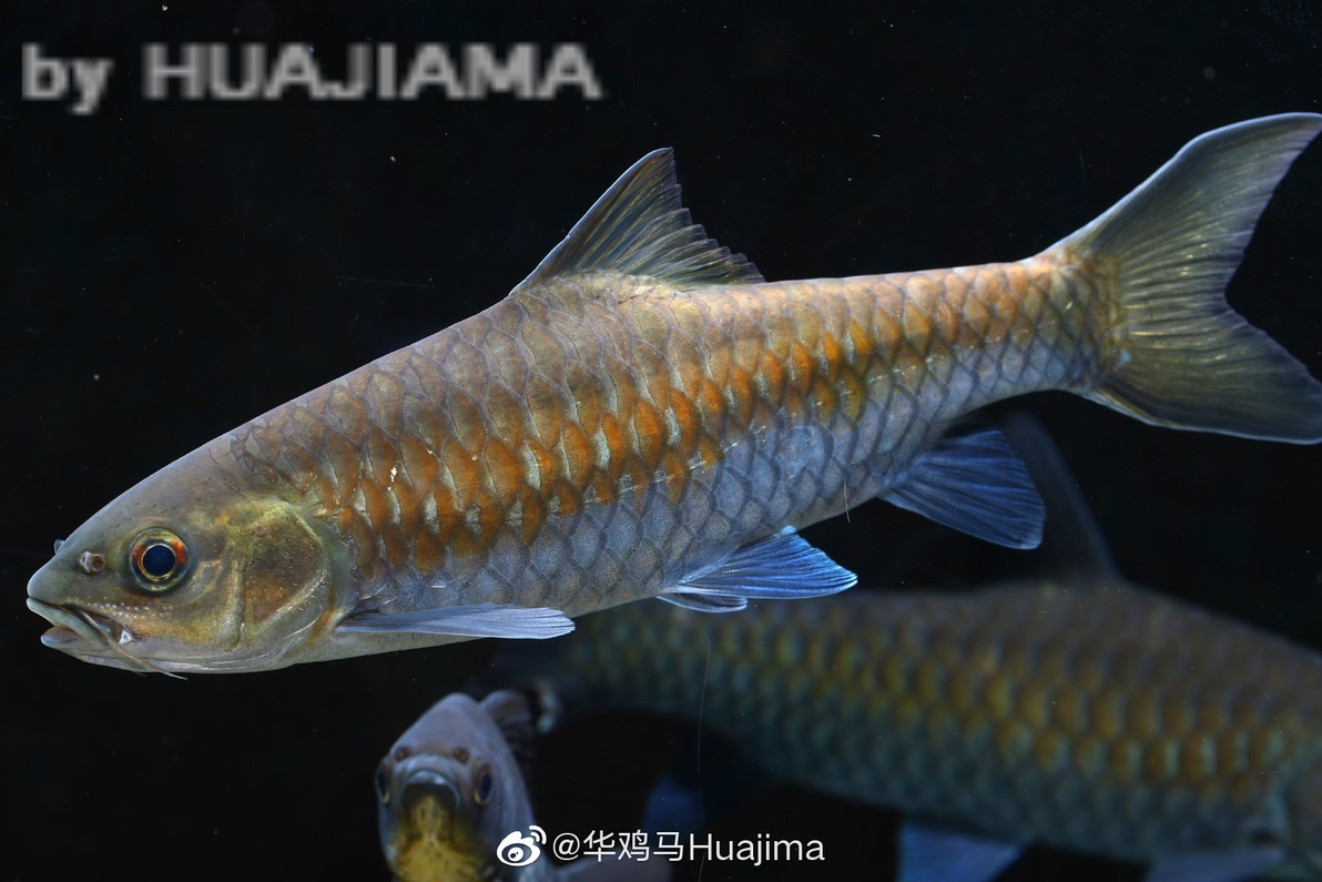 简明的鲤科分类体系-基础类群和泛鲤类 - 哔哩哔哩