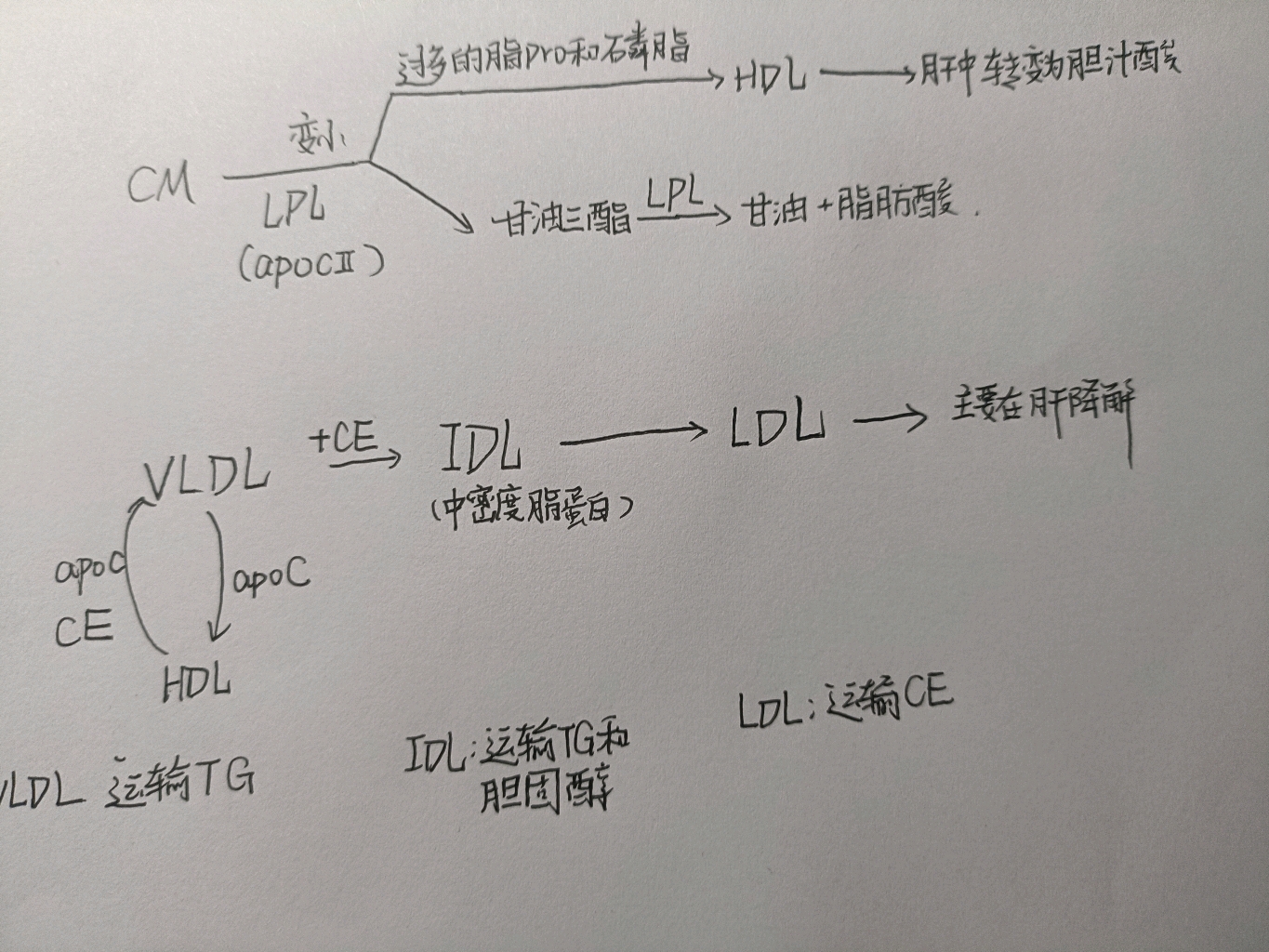 脂代谢（脂蛋白） - 哔哩哔哩