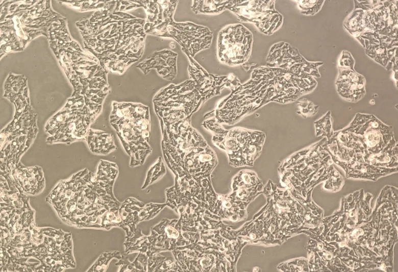 HepG2细胞培养攻略 - 哔哩哔哩