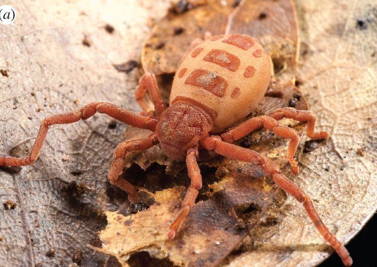 【物种译名】蜱蛛目Ricinulei全物种译名 - 哔哩哔哩