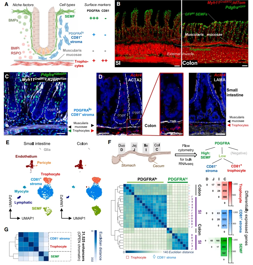 Cell Stem Cell | 肠隐窝结构内BMP信号梯度决定了分泌Wnt的干细胞生态位的自我组织 - 哔哩哔哩