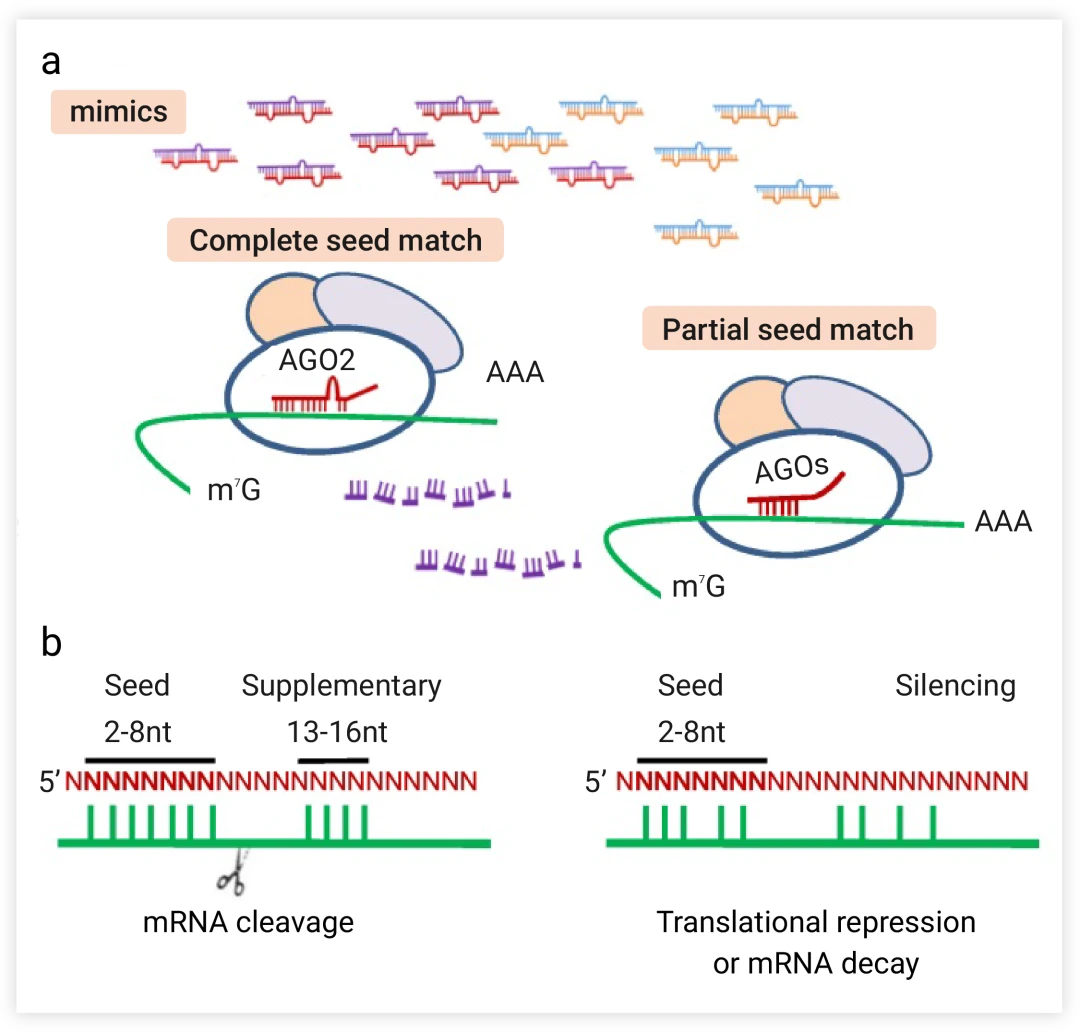 miRNA -- 触发 RNA 干扰，让基因 “沉默”| MedChemExpress - 哔哩哔哩