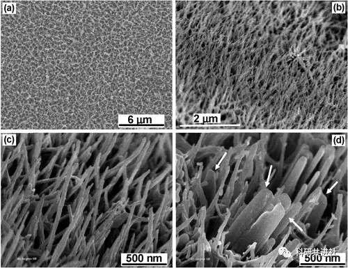精品干货：SCI论文中怎样描述SEM结果？ - 哔哩哔哩