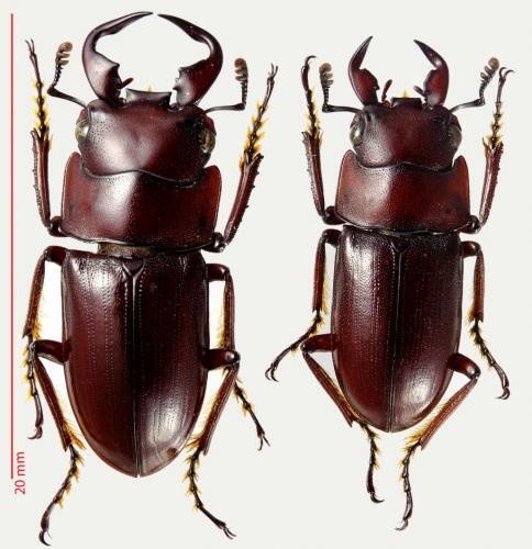 国产锹甲科各属中式属名与异名的对照与分类 - 哔哩哔哩