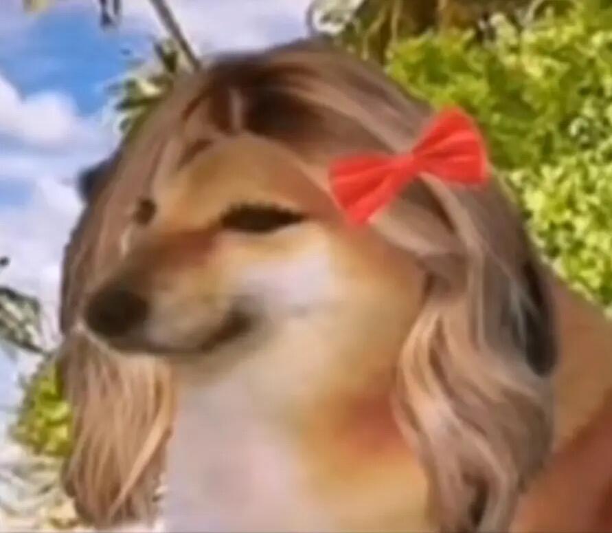 cheem/doge合集【1】｜正常人用的表情包 - 哔哩哔哩