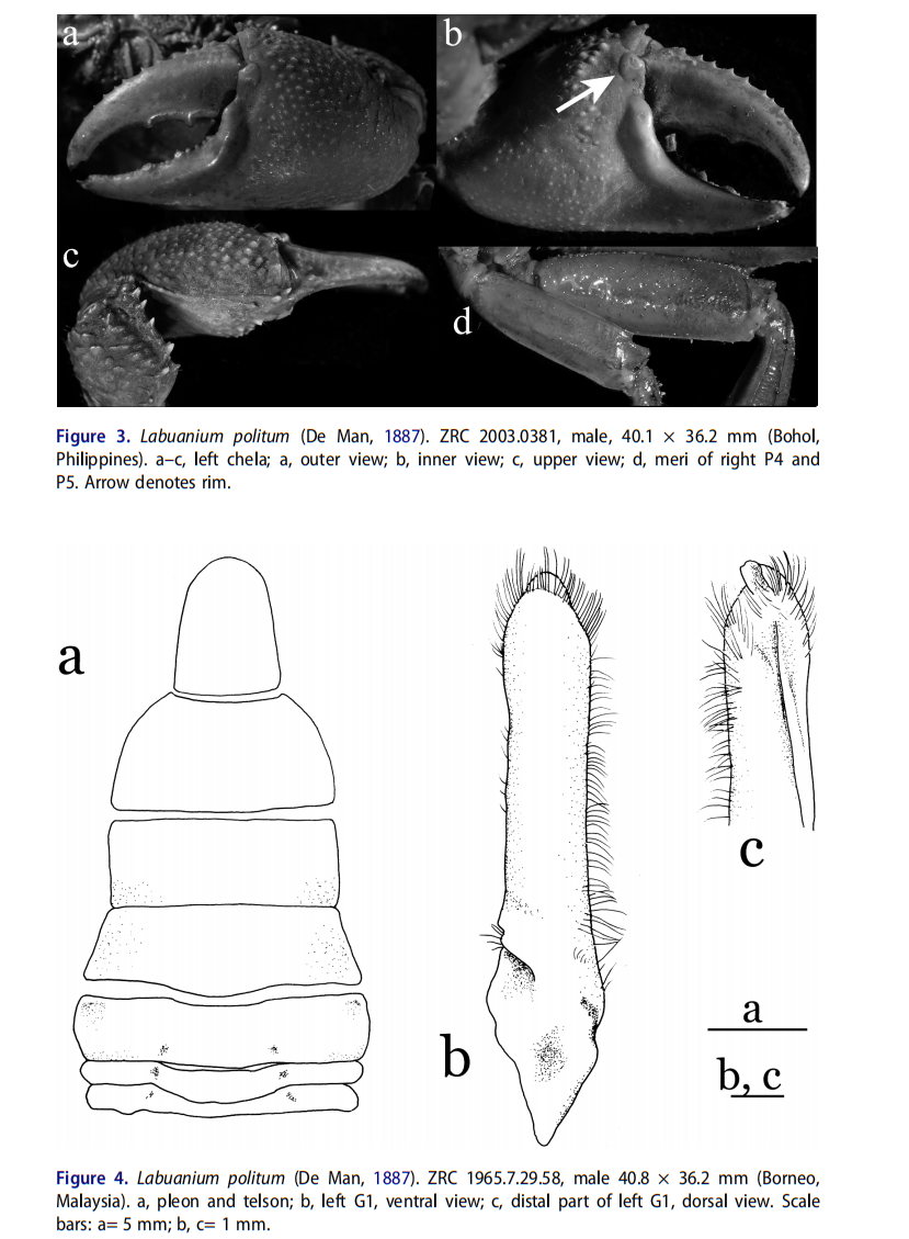 【新种发布】东亚地区相手蟹拆分和整理1（1） - 哔哩哔哩