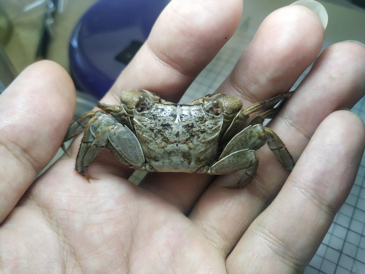 【新种发布】东亚地区相手蟹拆分和整理1（1） - 哔哩哔哩