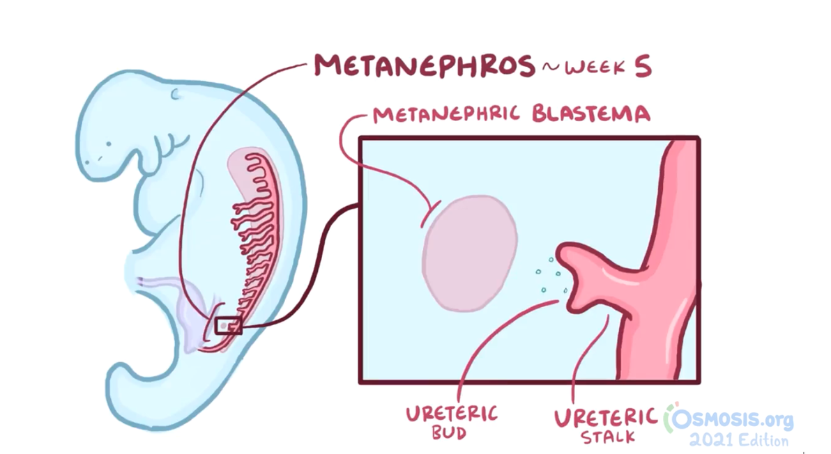 【Osmosis】泌尿系统的发育（双语对照） - 哔哩哔哩