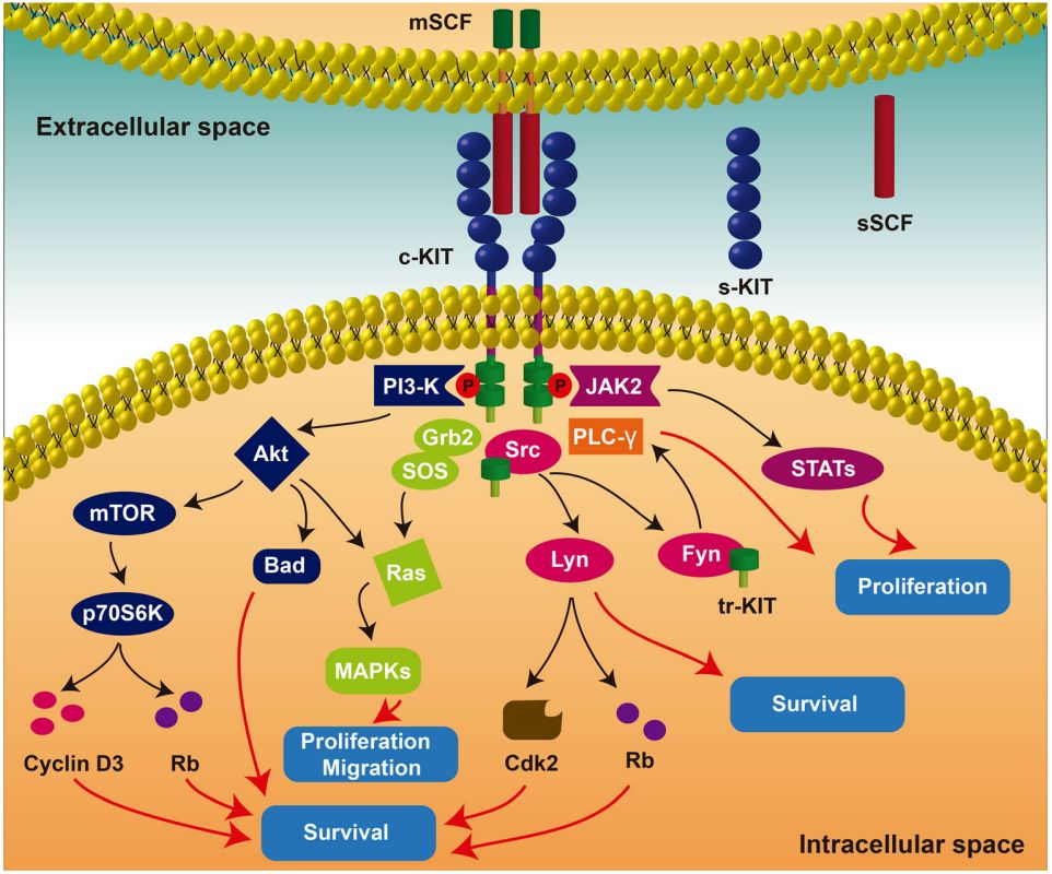 SCF：造血干细胞增生、生殖调控、肿瘤发生的多效细胞因子 - 哔哩哔哩
