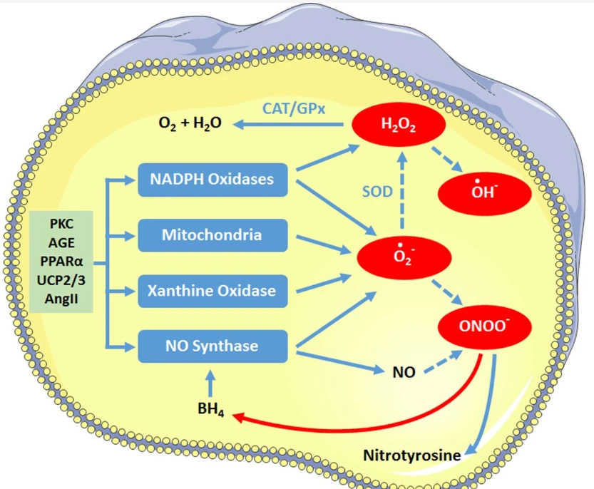Quercetin槲皮素/Elesclomol伊利司莫/Lutein叶黄素/AZT triphosphate tetraammonium - 哔哩哔哩