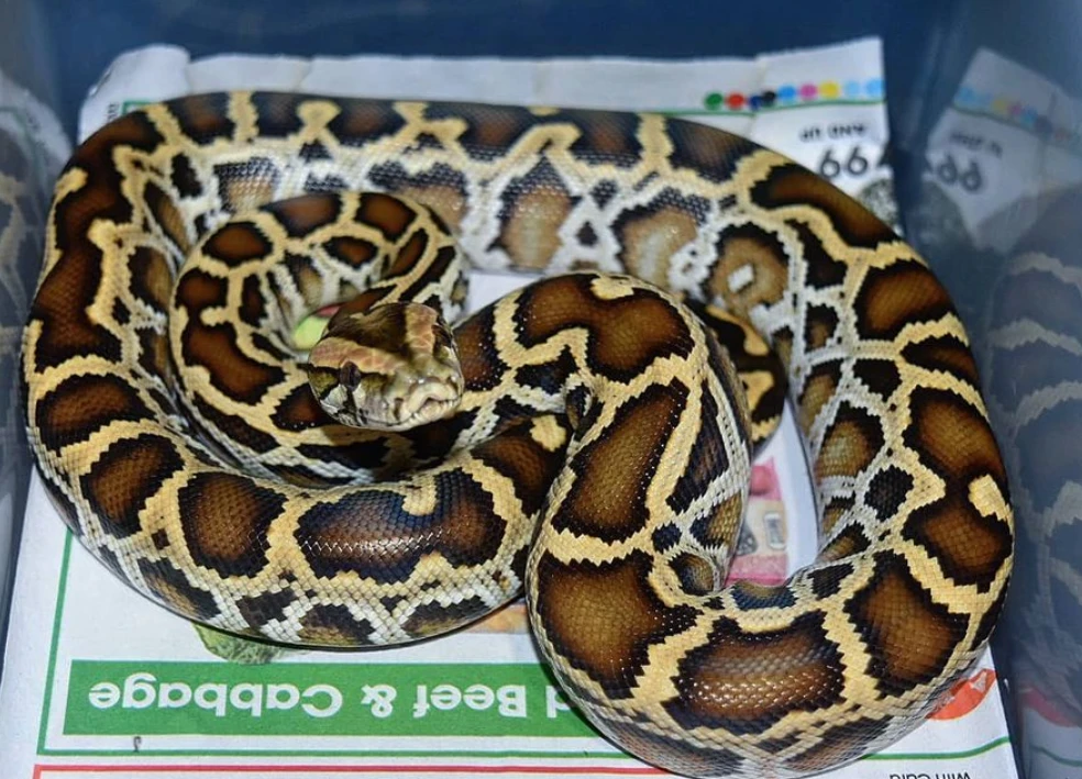 蟒科Pythonidae图鉴 - 哔哩哔哩