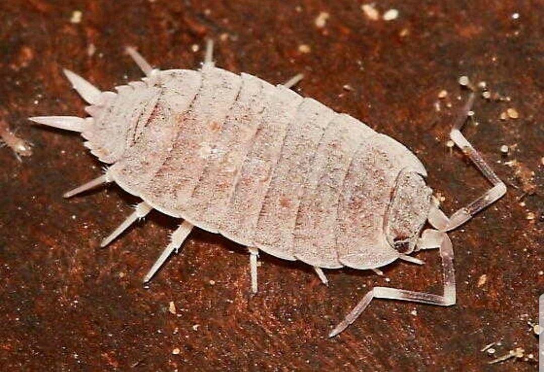 p属鼠妇介绍 - 哔哩哔哩