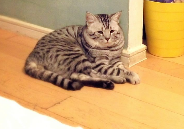猫咪肥胖怎么减肥? 哔哩哔哩