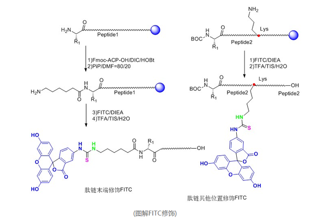 凯新生物来讲解荧光标记多肽FITC/AMC/FAM/Rhodamine/TAMRA/Cy3/Cy5/Cy7-Peptide - 哔哩哔哩