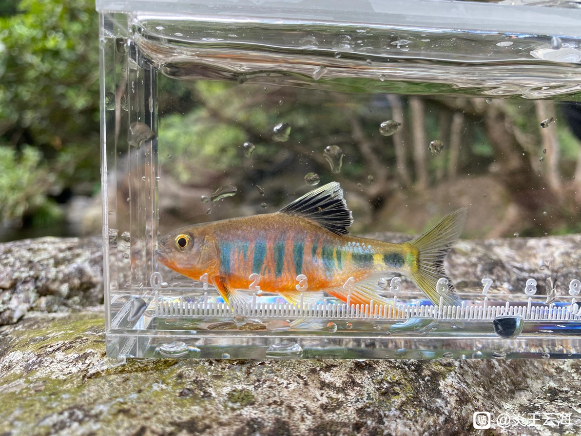 杂鱼的疑云——马口鱼属Opsariichthys种团的整理 - 哔哩哔哩